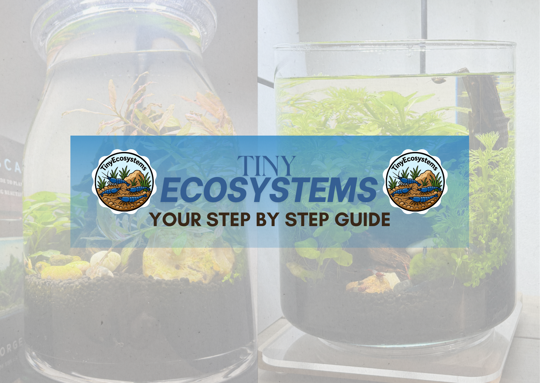 TinyEcosystem Digital Step by Step Guide – TinyEcosystems